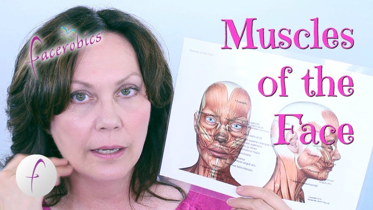 Learn the Muscles of the Face | FACEROBICS® - YouTube