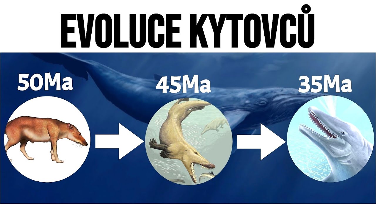 Evoluce kytovců | Bruno - YouTube
