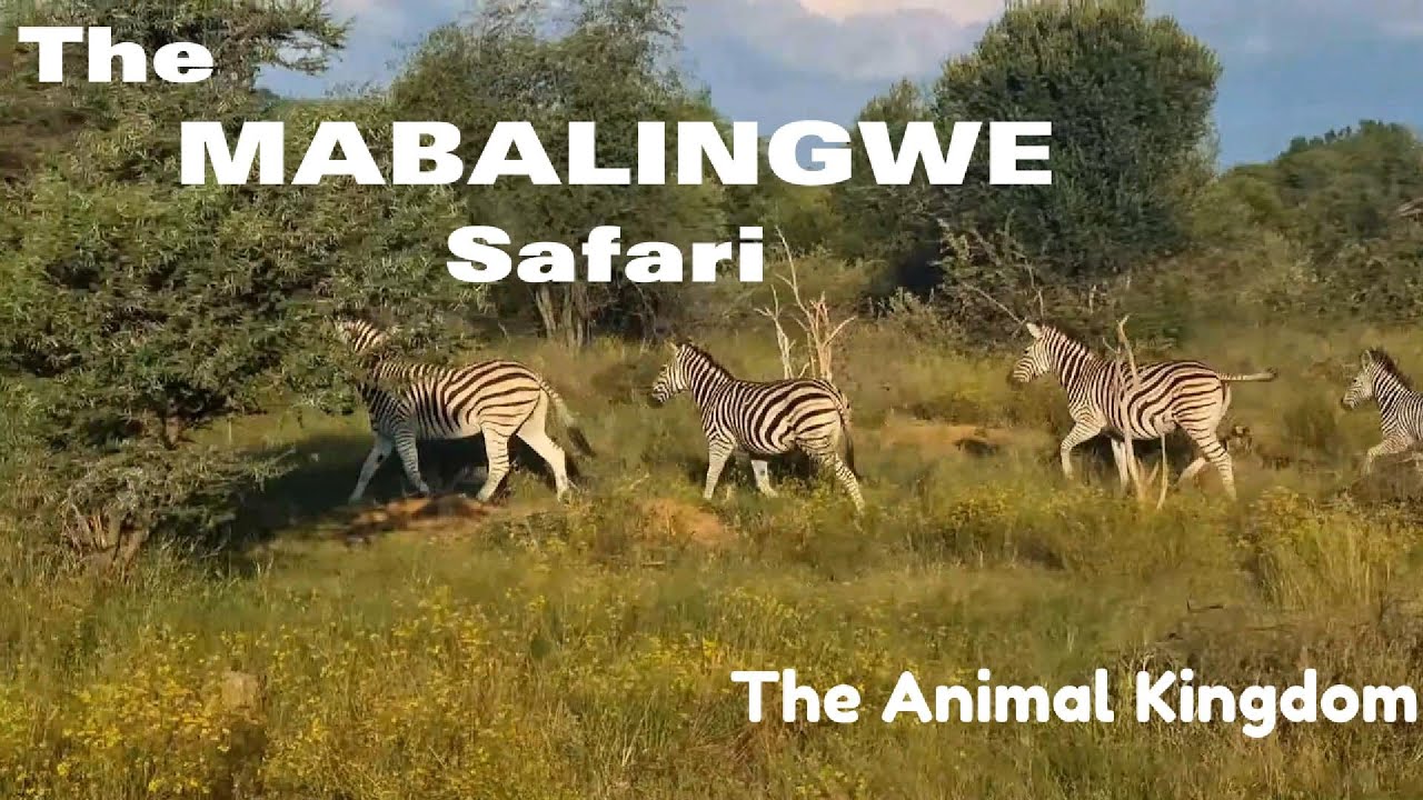 Overlanding Mabalingwe, the animal kingdom in Jeep WK2 - YouTube