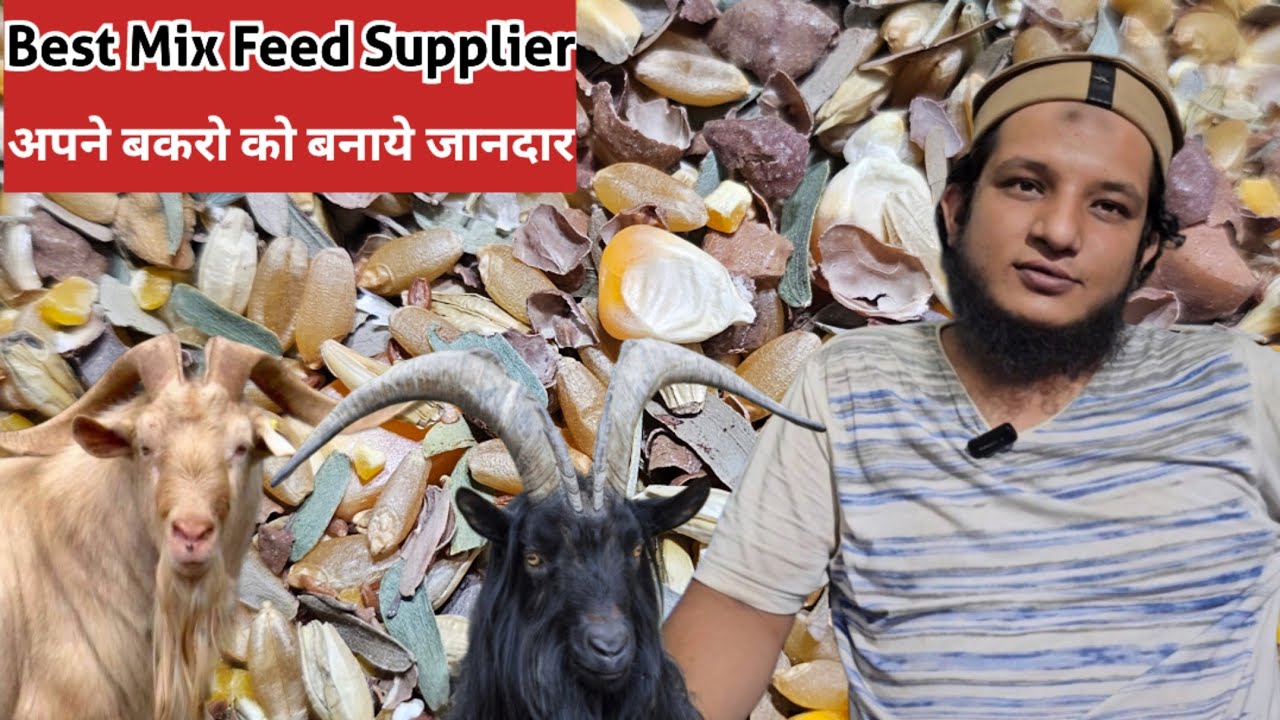 Best Mix Feed for Goats at Limra Goat Feed, Mumbai. - YouTube