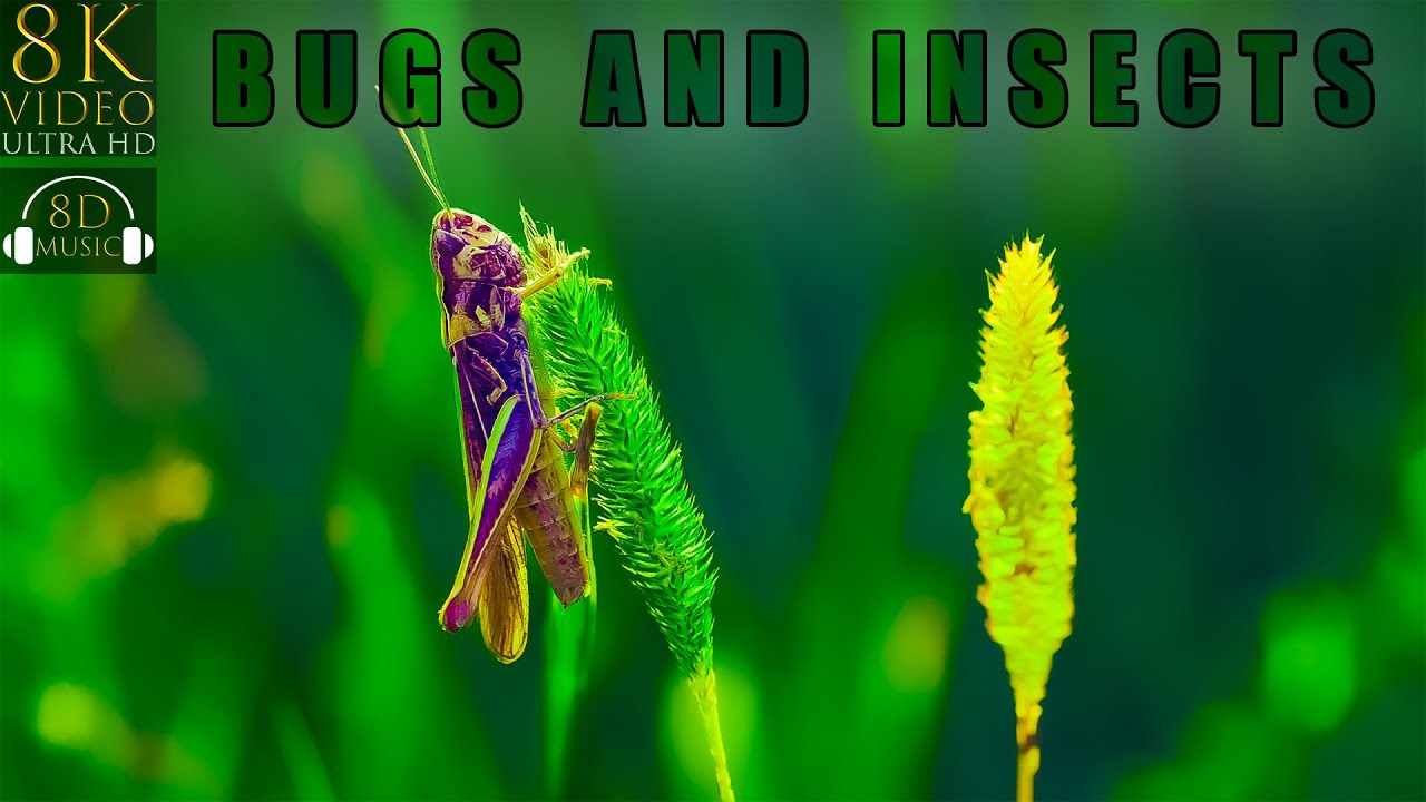 BUGS and INSECTS in 8K VIDEO ULTRA HD with 8D Relaxing Guitar Music ...