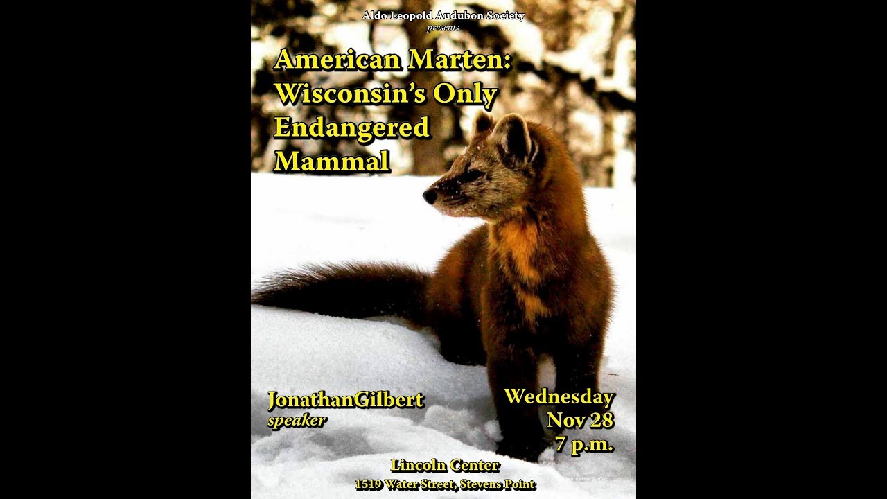 American Marten: Wisconsin’s only endangered mammal Speaker: Jon ...