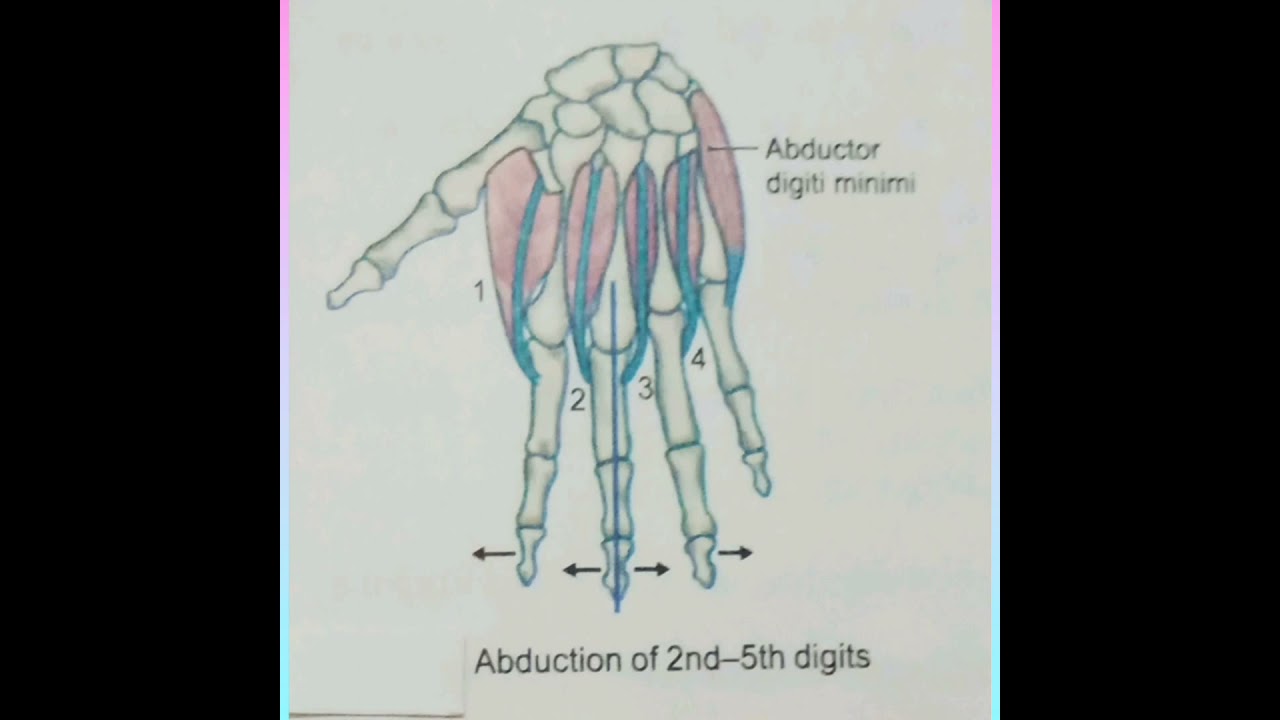 Abduction of 2nd ____5th digits - YouTube