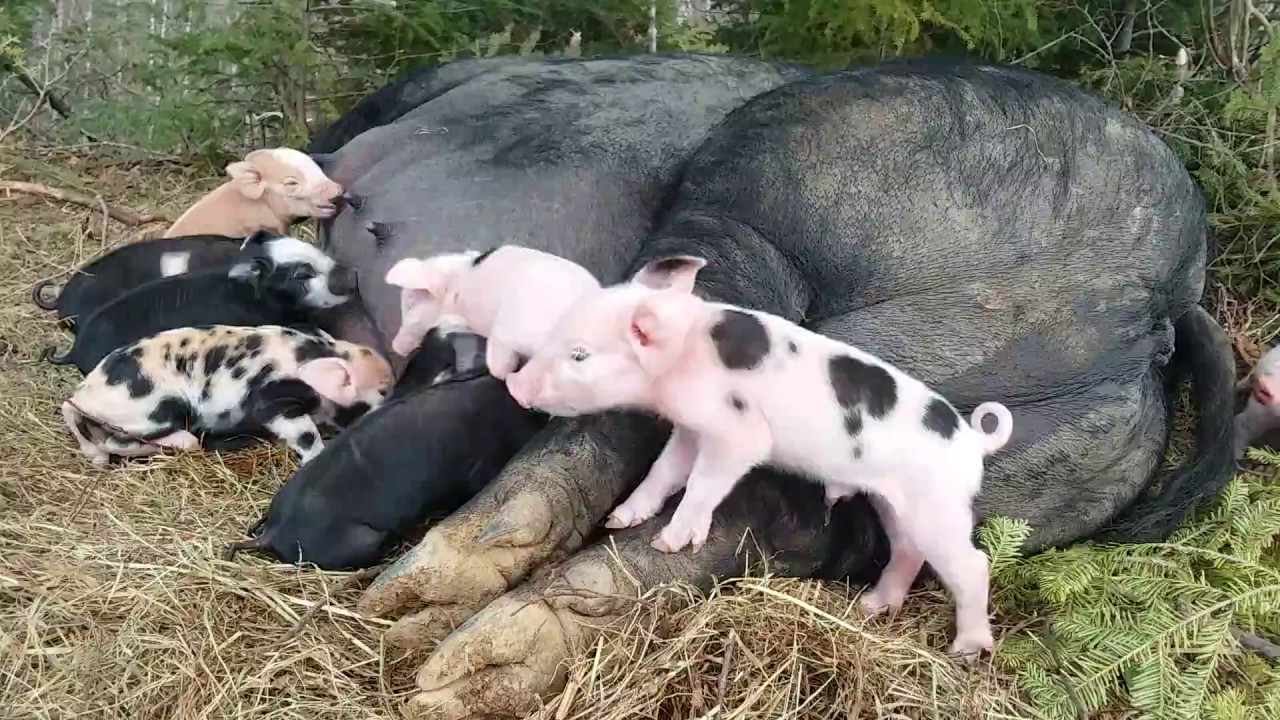 ONE DAY OLD PIGLETS NURSING - YouTube