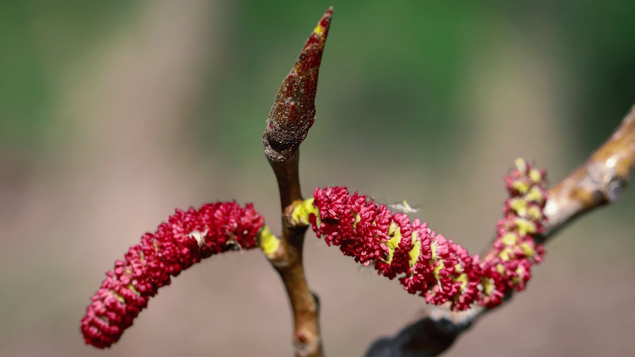 Die Pappel und ihre Heilwirkung | Teil 1 - YouTube