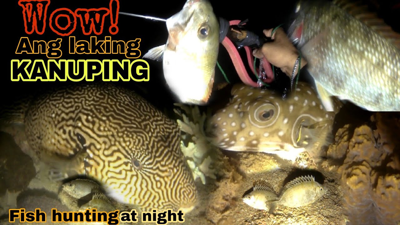 Ep 216: Night Spearfishing Philippines | Ang laking KANUPING nito ...