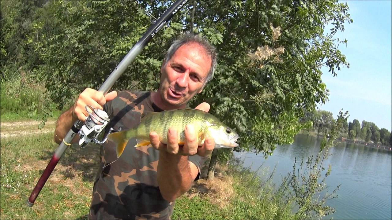 il Persico Reale - YouTube