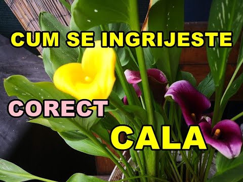 Cum se ingrijeste corect Cala #ingrijireaflorilor