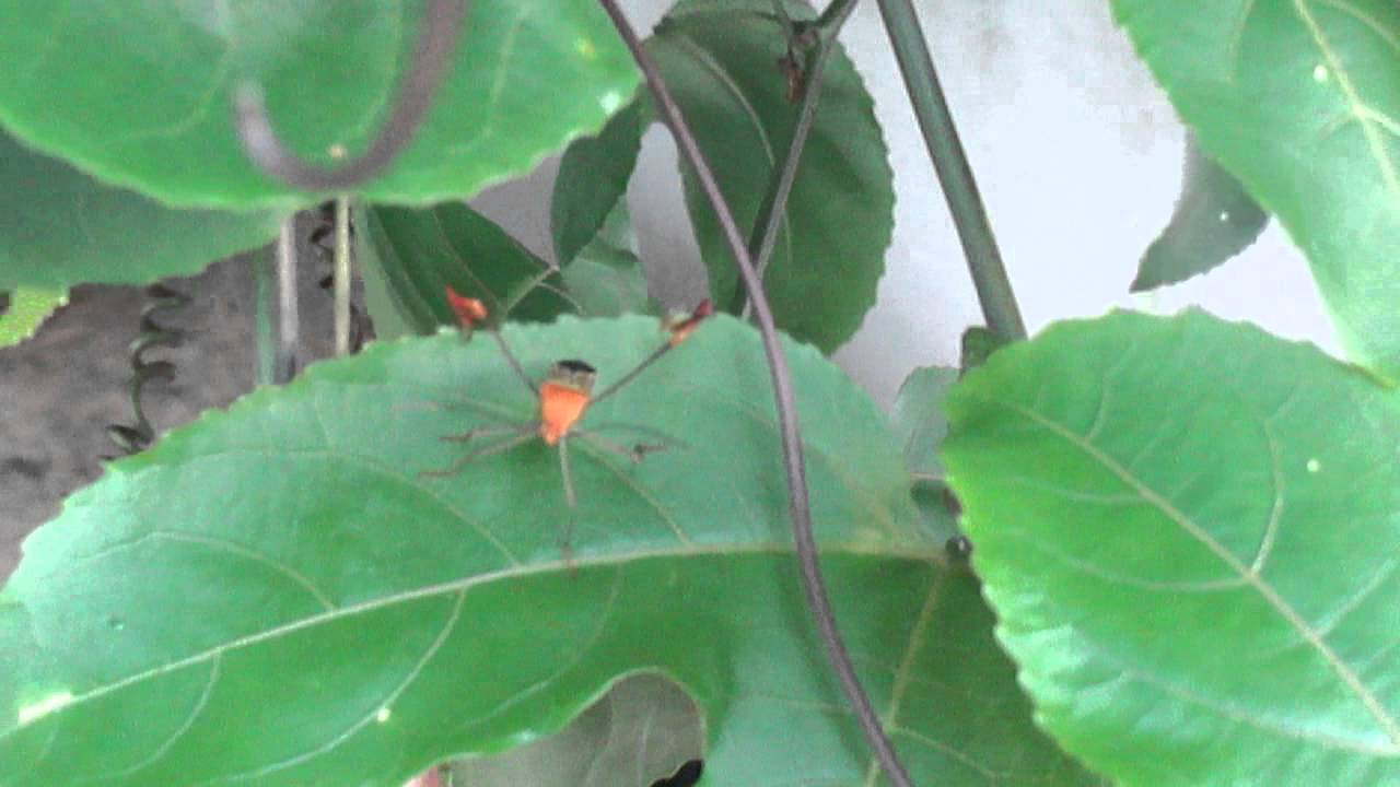 Un insecto del grupo de los pitos muy raro - YouTube