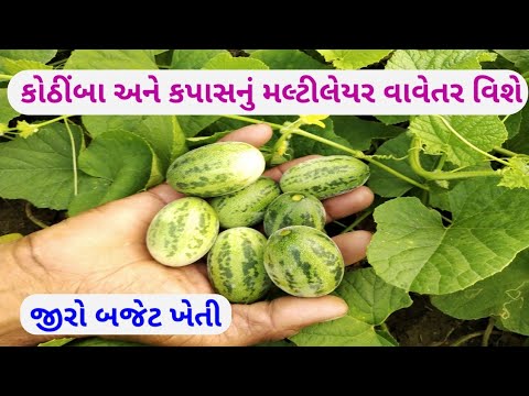 કપાસ અને કોઠીંબાનું એકસાથે વાવેતરની માહિતી | kapas kothimba nu ...