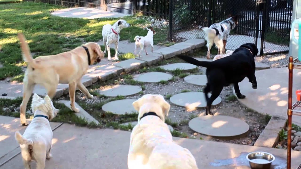 The Puppy Paradise YouTube The Puppy Paradise YouTube