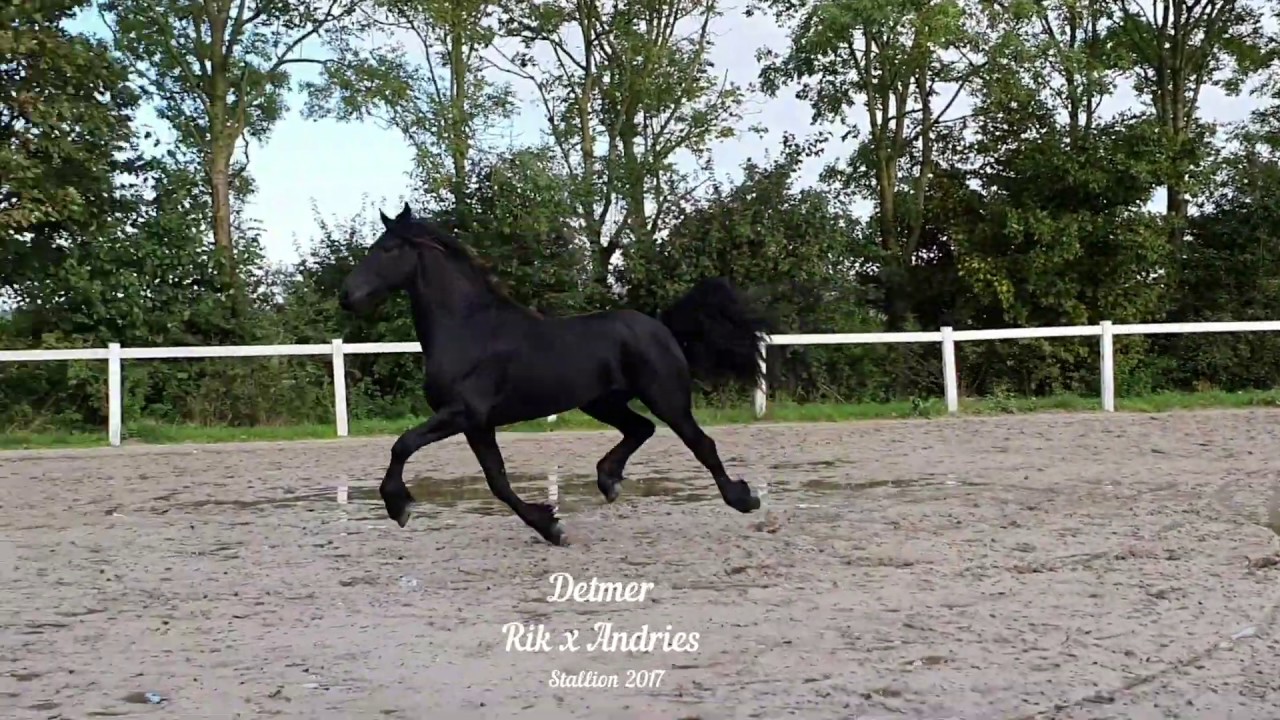 Detmer Rik x Andries stallion 2017 - YouTube