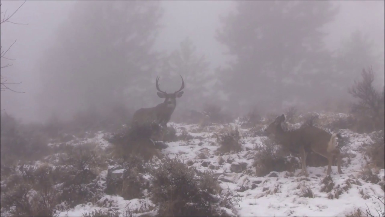 Washington Mule Deer Rut - YouTube