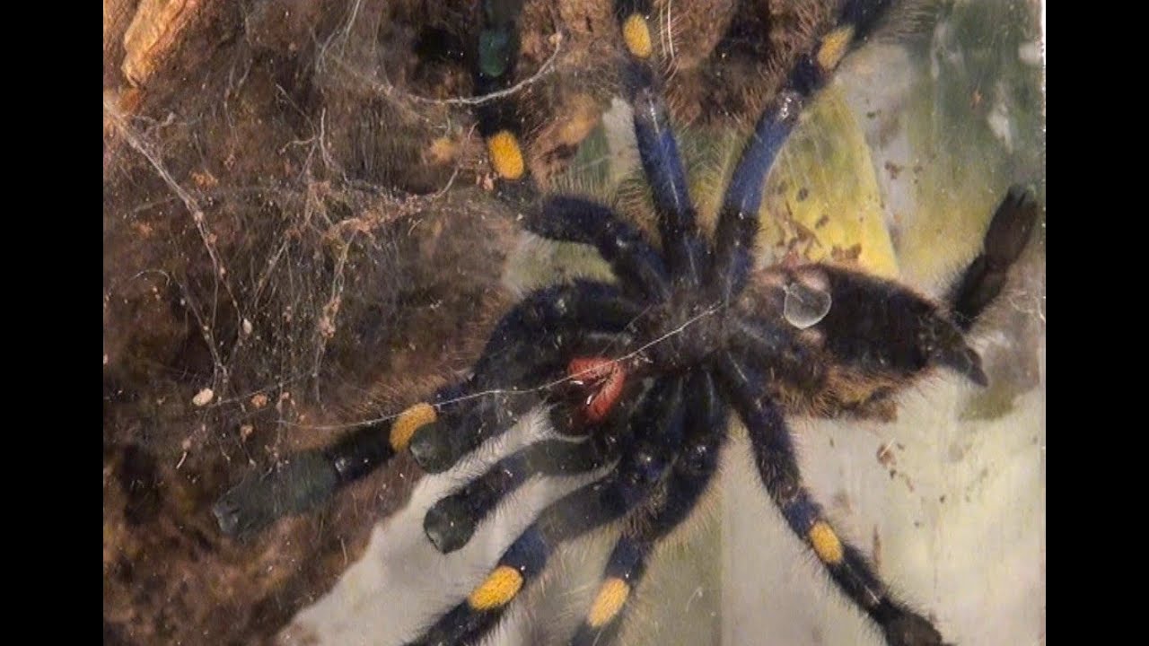 My Gooty Sapphire Peacock Parachute Spider Tarantula Color Update - YouTube