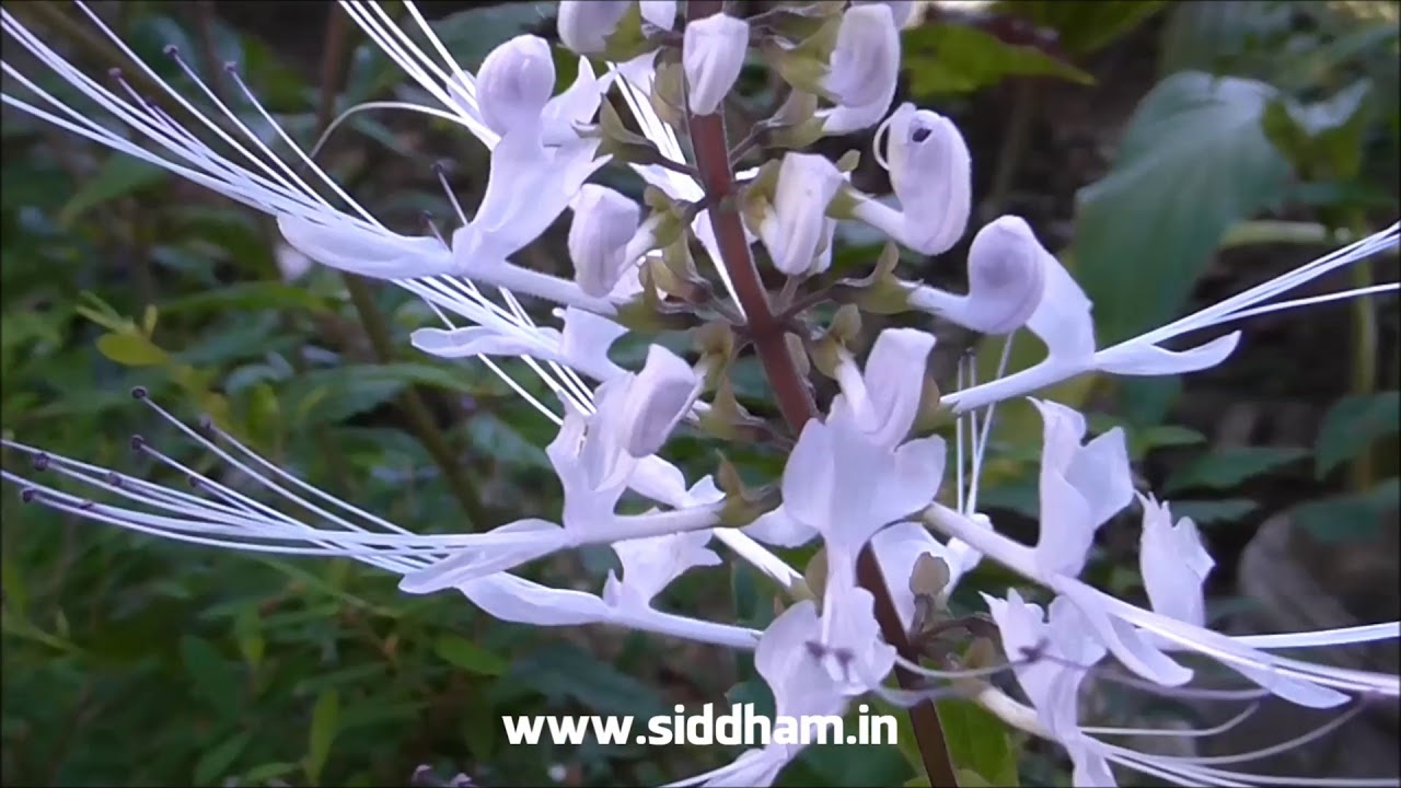 Health benefits of Poonai meesai – Orthosiphon stamineus - YouTube