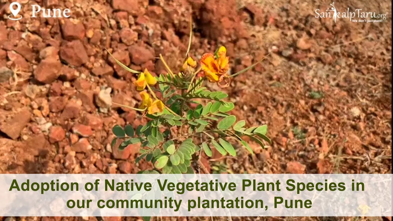 Adoption of Native Vegetative Plant Species in our community plantation ...