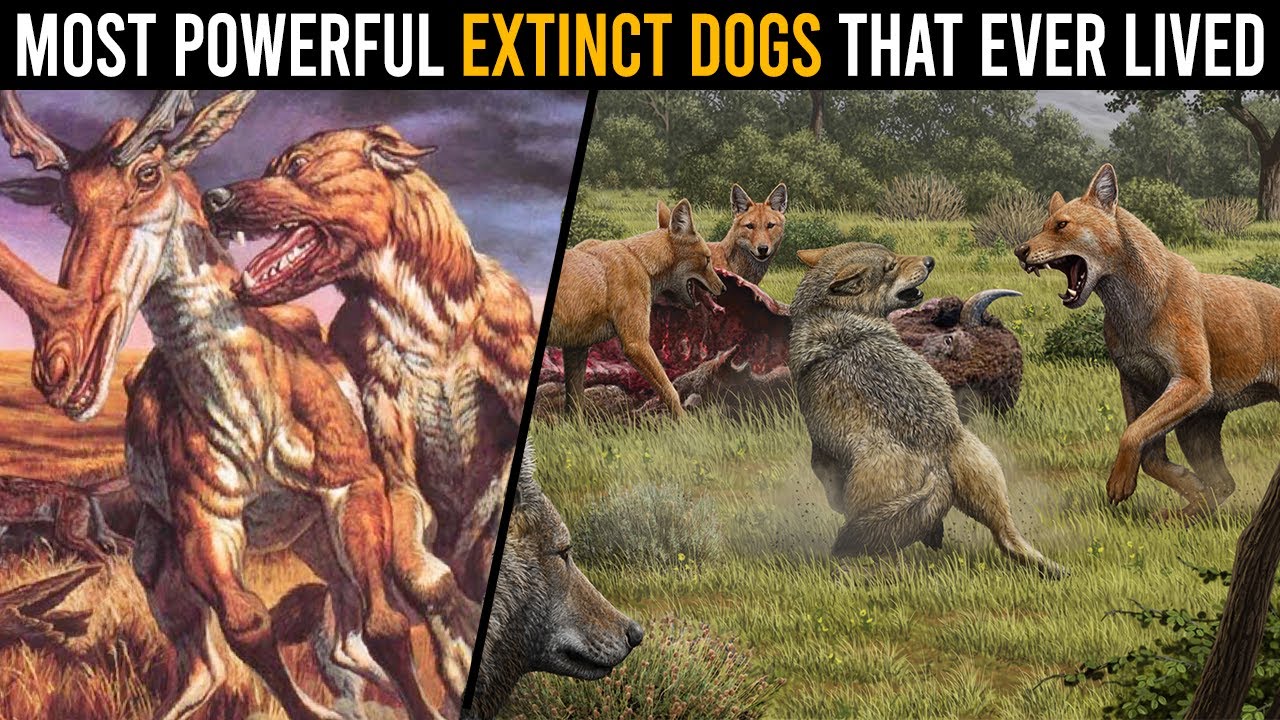 These Are the Most Powerful Extinct Dogs That Ever Lived... - YouTube