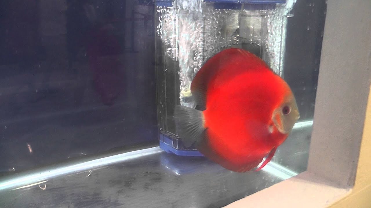 Aquarama 2013 Discus Competition Grand Champion - YouTube