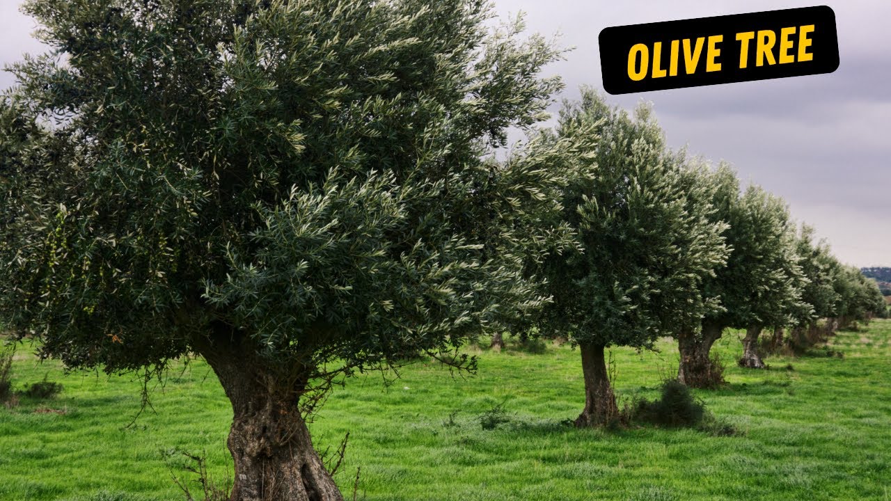 Olive Tree (Background music)- how to grow olive tree - YouTube