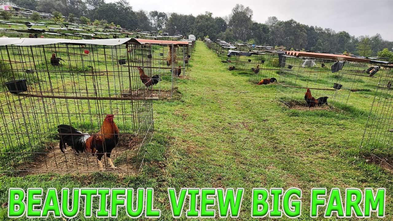 Beautiful View Big Farm Mexico Jose Adan Pacheco - YouTube