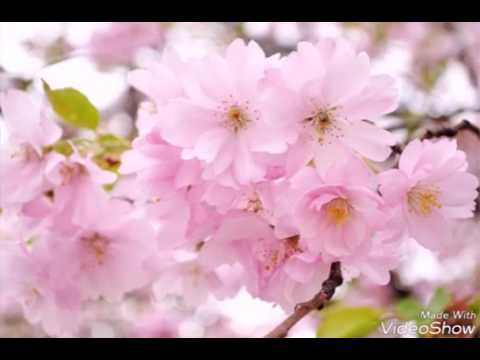 Dünyanın en güzel çiçekleri