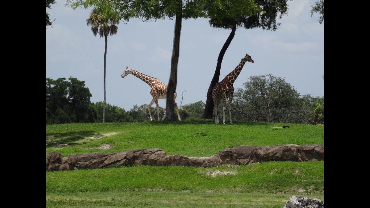 Making The Best Out Of A Washed Out Day At Busch Gardens Tampa - YouTube