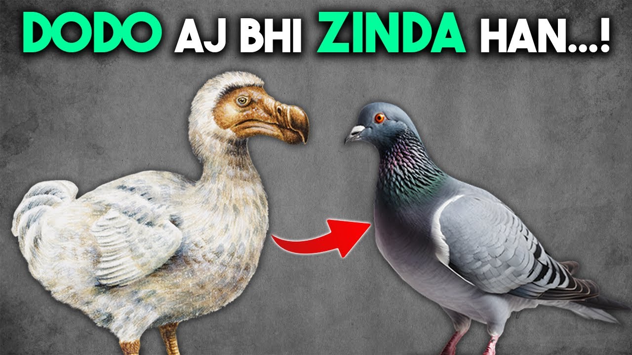 The REAL reason behind the Dodo's Extinction | in Hindi - YouTube