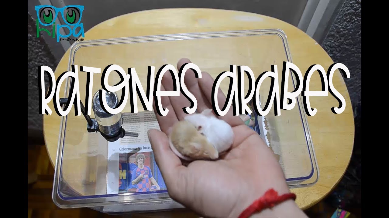 COMO CUIDAR RATONES ARABES I HIPA MEXICO - YouTube