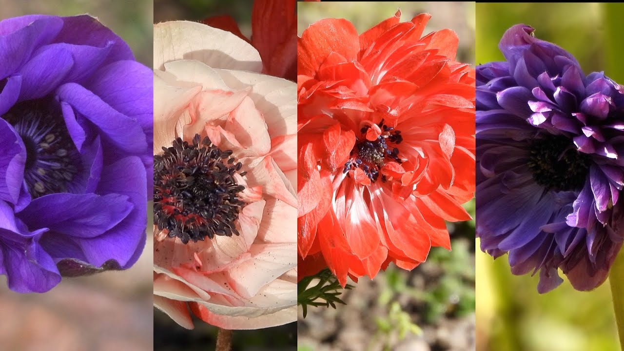 Already spring in the Himalaya! Anemone flowers bloom in winter ...