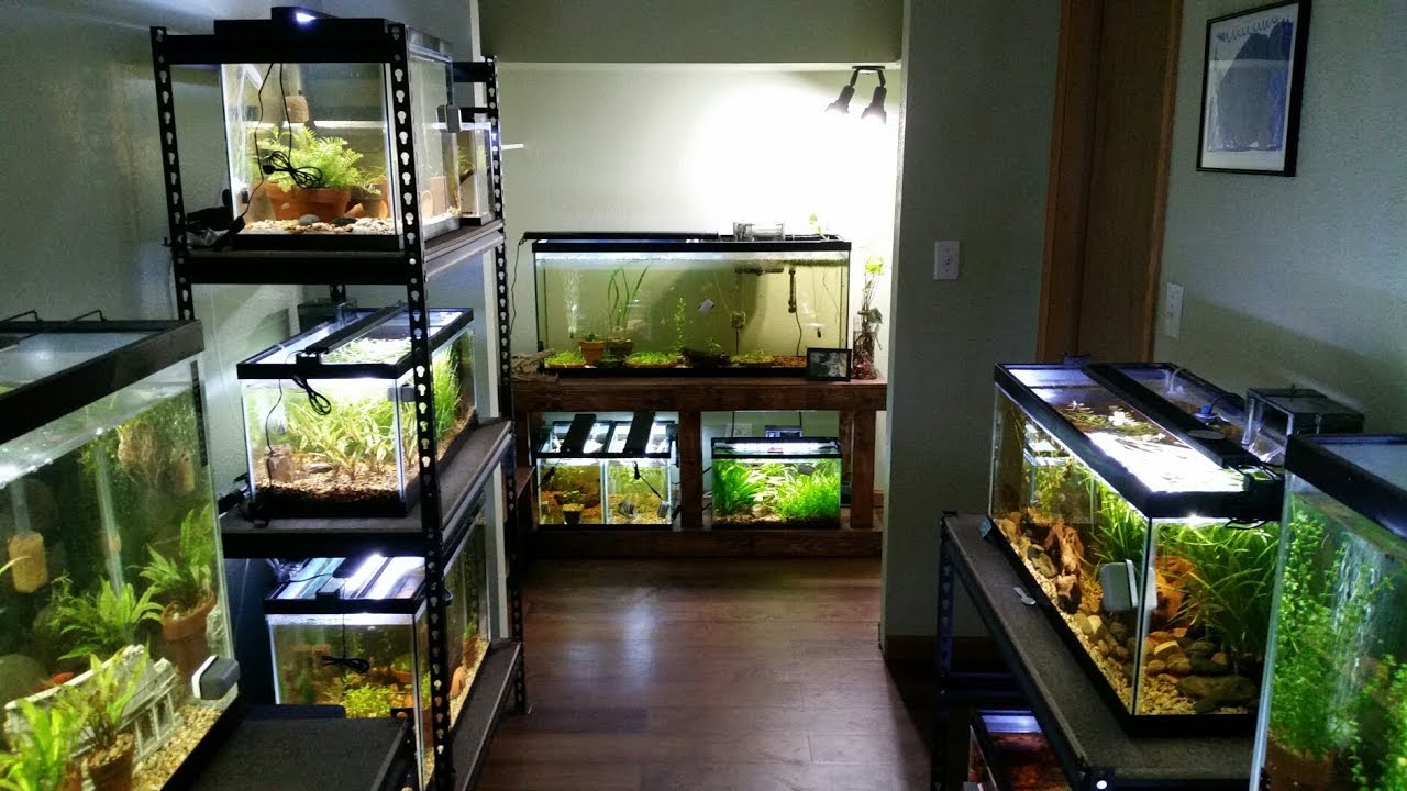Fish Room Tour Feb. 2018: Lots of Rare Goodeids & Other Livebearers! # ...