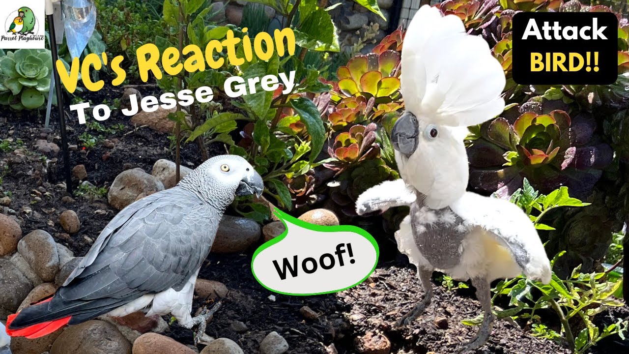 My Cockatoo's Reaction To A Barking African Grey Parrot | Attack Parrot!! - YouTube