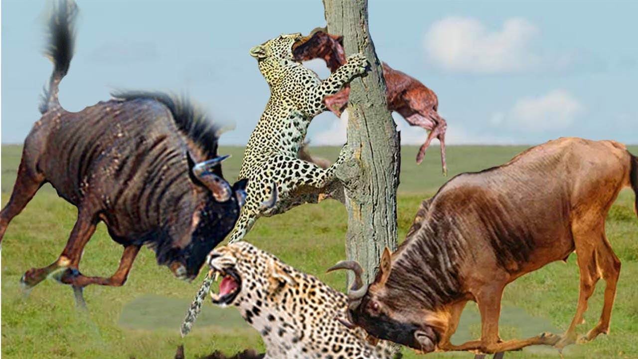 Too Brave Wildebeest Knock Down Cheetah To Survival - Wild Animals ...