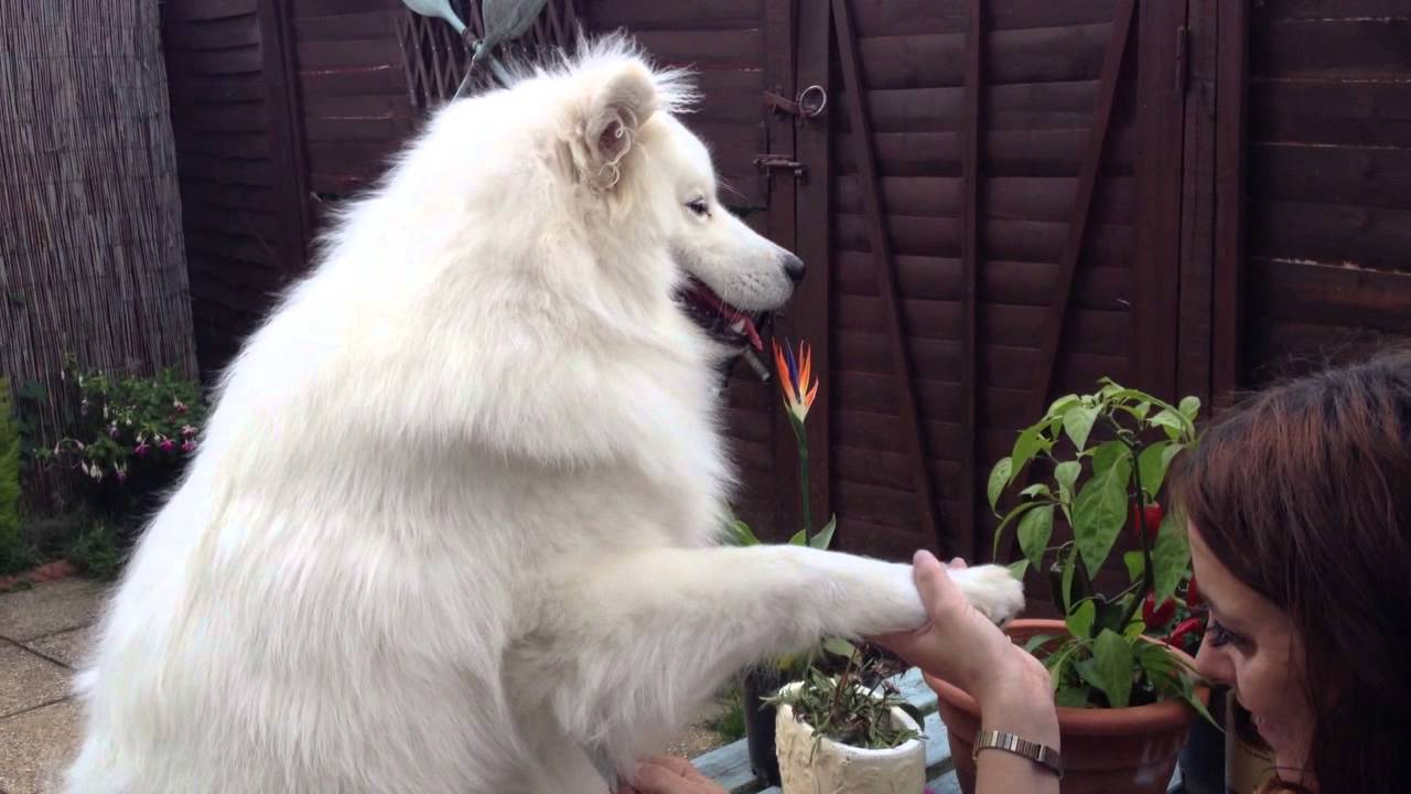 Samoyed Sunday Brush - YouTube