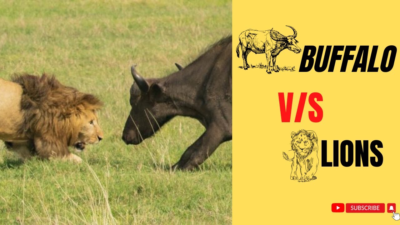 Buffalo Vs Lions | Wildlife | Amazing Wildlife - YouTube