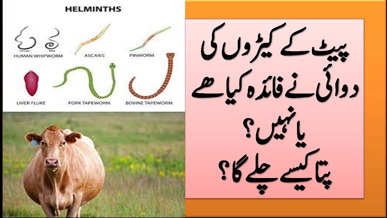 Benefits Of Deworming Best Dewormer In Cattledose Of Dewormer Deworming Timing Youtube