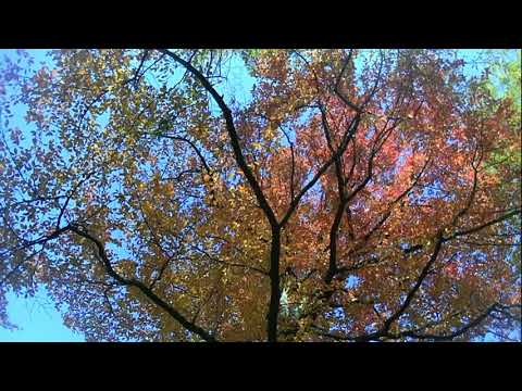 Time Lapse Morton Arboretum Fall Colors October 13, 2020 - YouTube