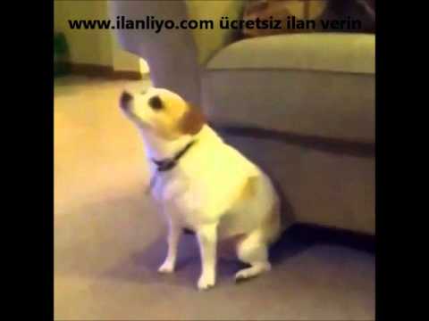 Köpekten Popo Dansı