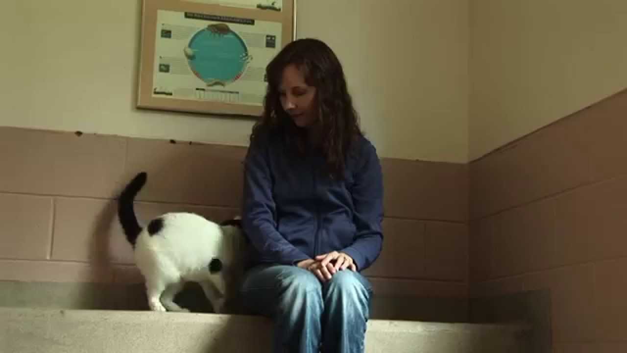 How to Share Reiki with a Shelter Cat | Animal Reiki Source - YouTube