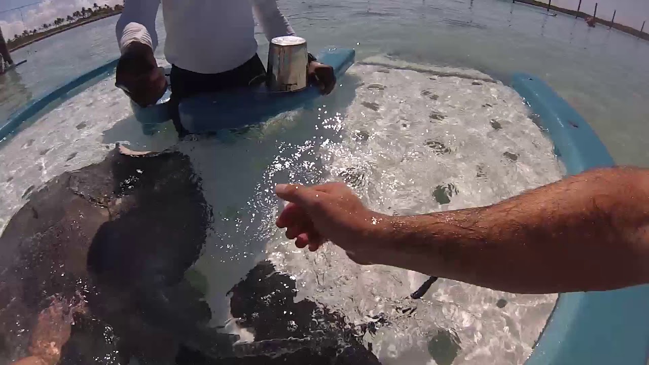 Stingray Adventure on Castaway Cay - YouTube