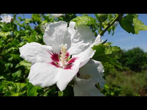 De Hibiscus bloeit!  Snoeien en informatie