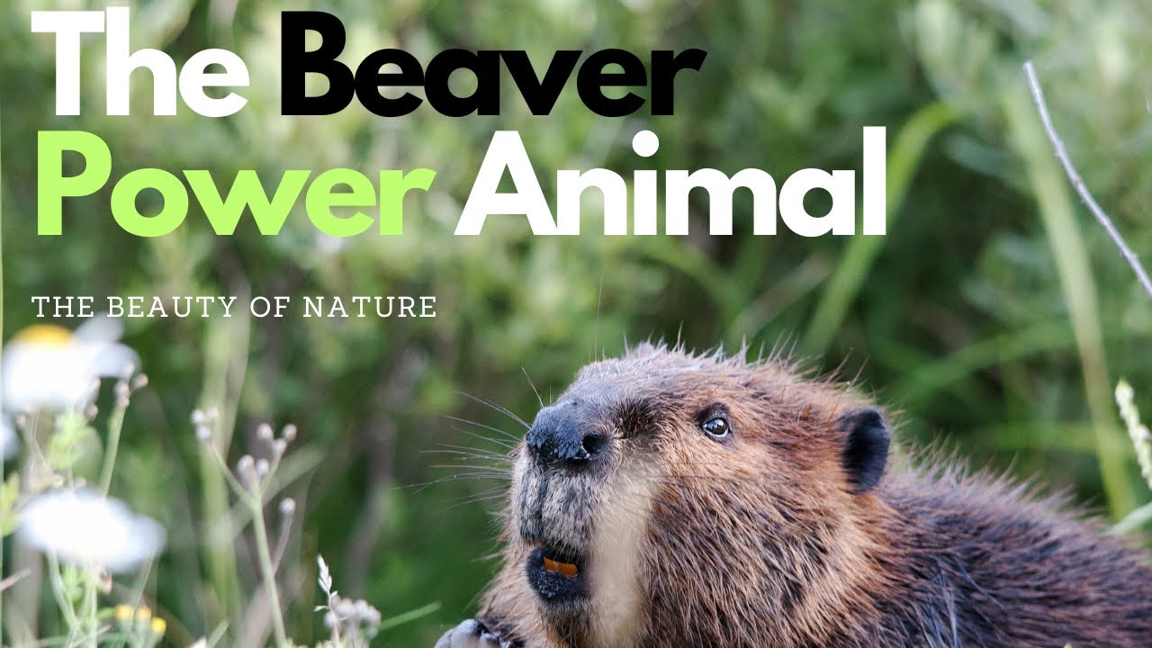 "The Spiritual Power of the Beaver Animal: Resourcefulness ...