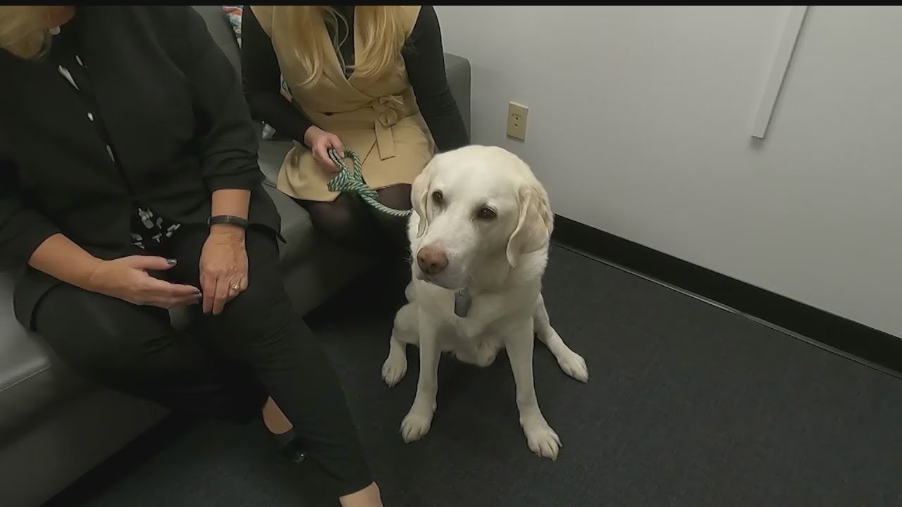 Dog comforts children testifying in local court - YouTube