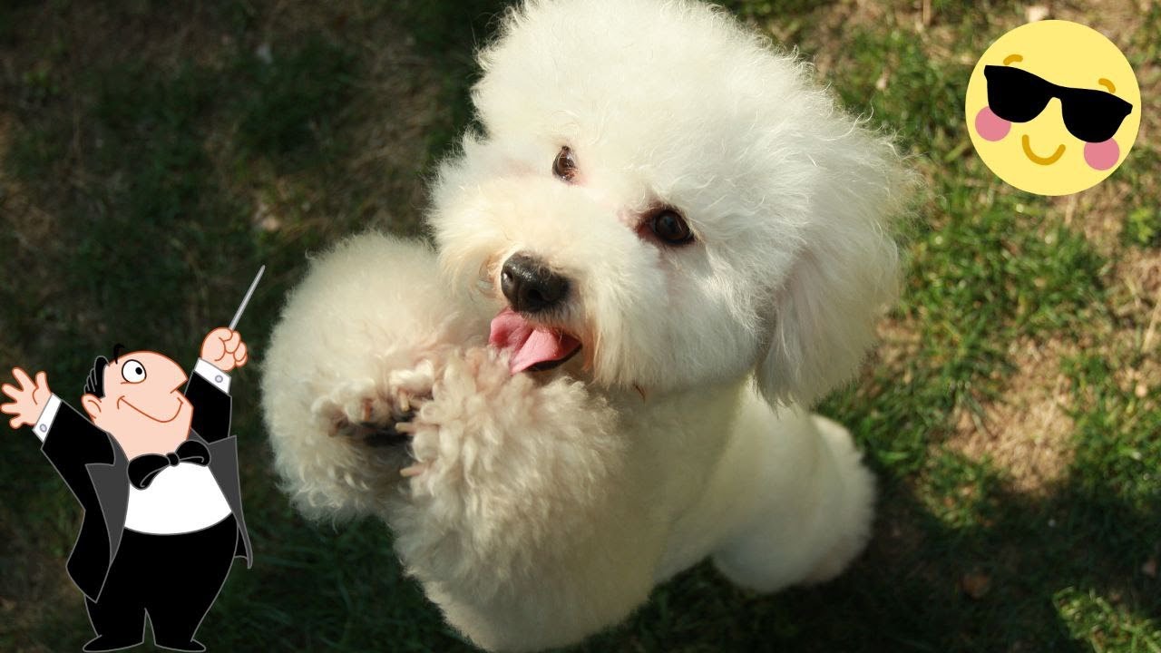 Funny Pets Dance to Classical Music: The best classical music videos to ...