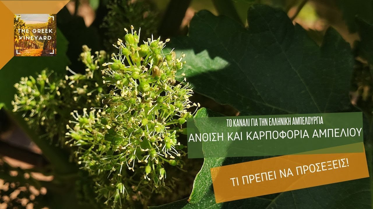 #Άνθιση Και #Καρπόδεση Στο #ΑΜΠΕΛΙ | Τι ΠΡΕΠΕΙ Να Προσέξεις! - YouTube