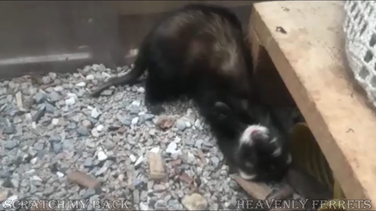 Female Ferret Mini - Scratch my back #197- My best friend Norris - YouTube