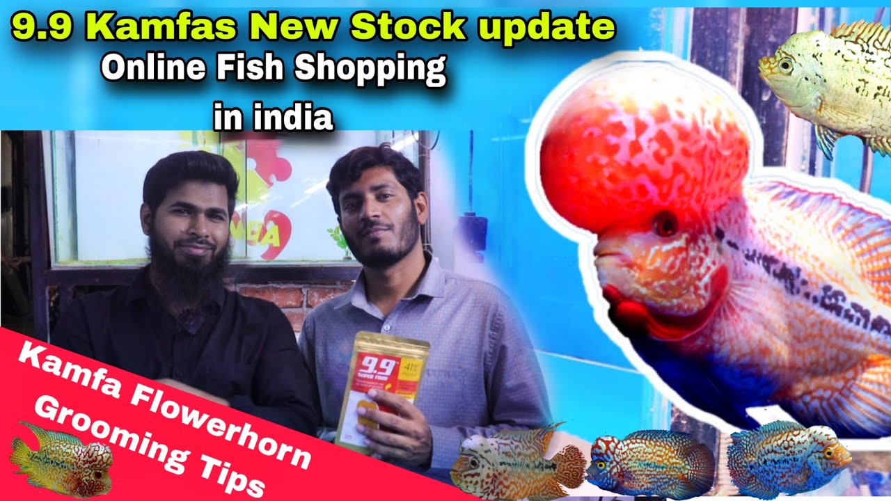 9.9 Kamfa New shipment Stock Update -Online fish shop in India, Black ...