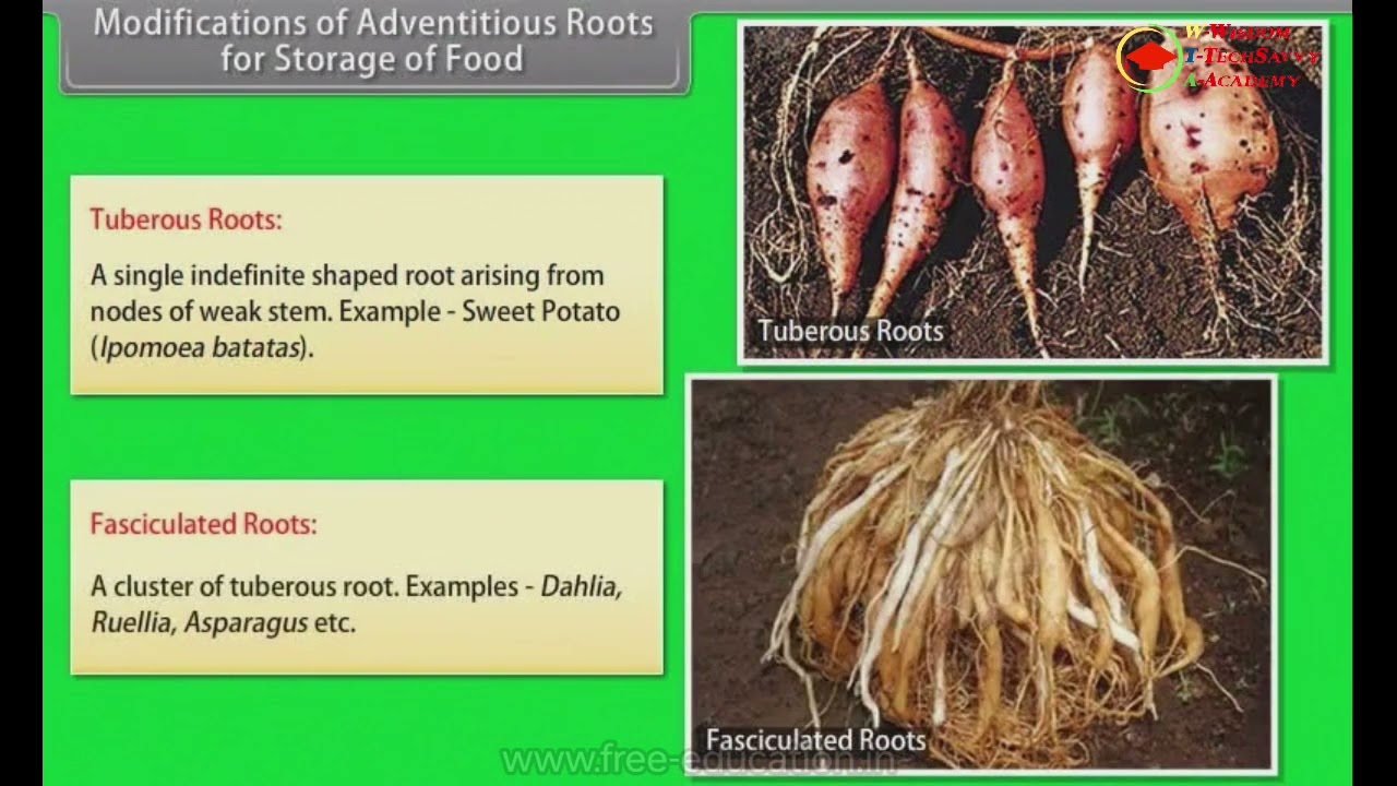 Fasciculated Root