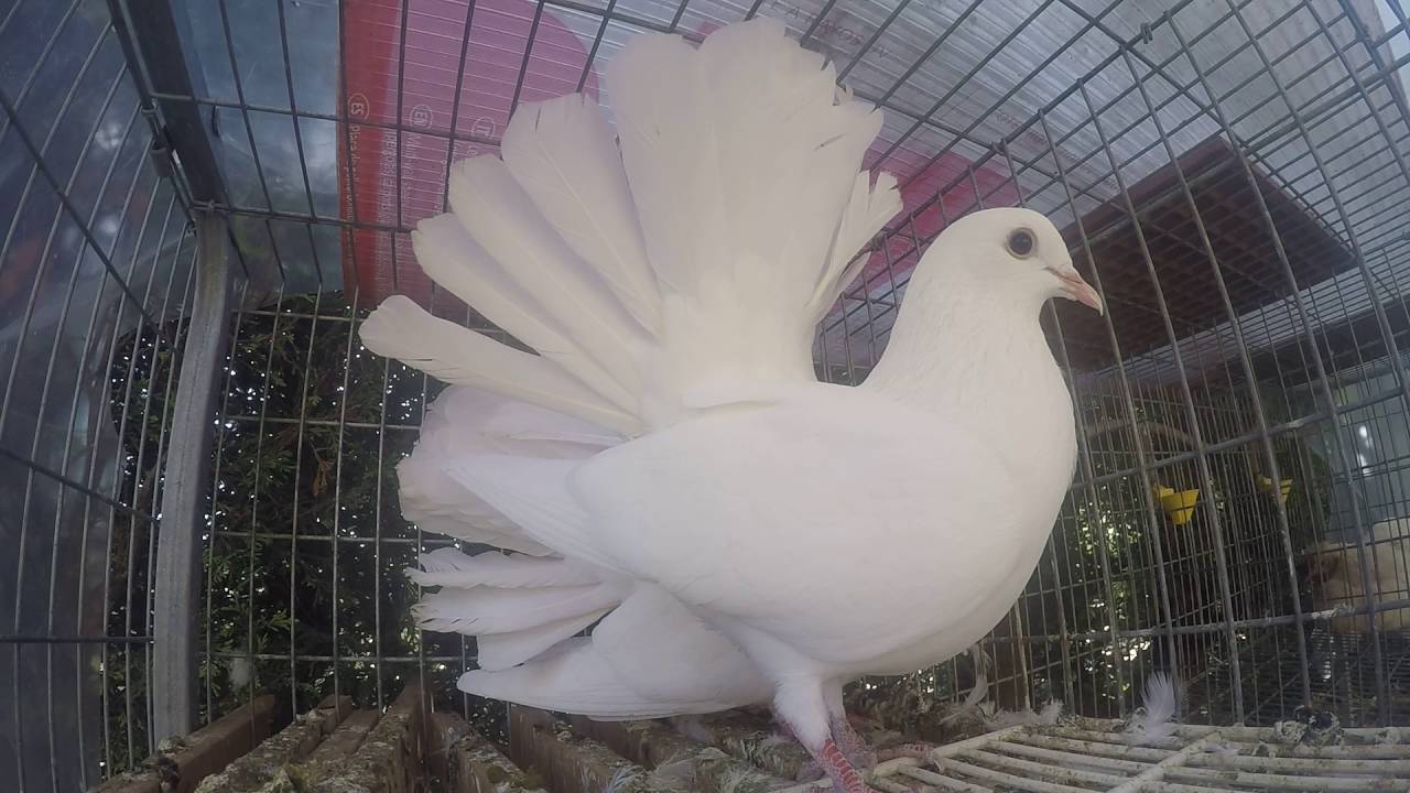 palomas colipavas blancas - YouTube