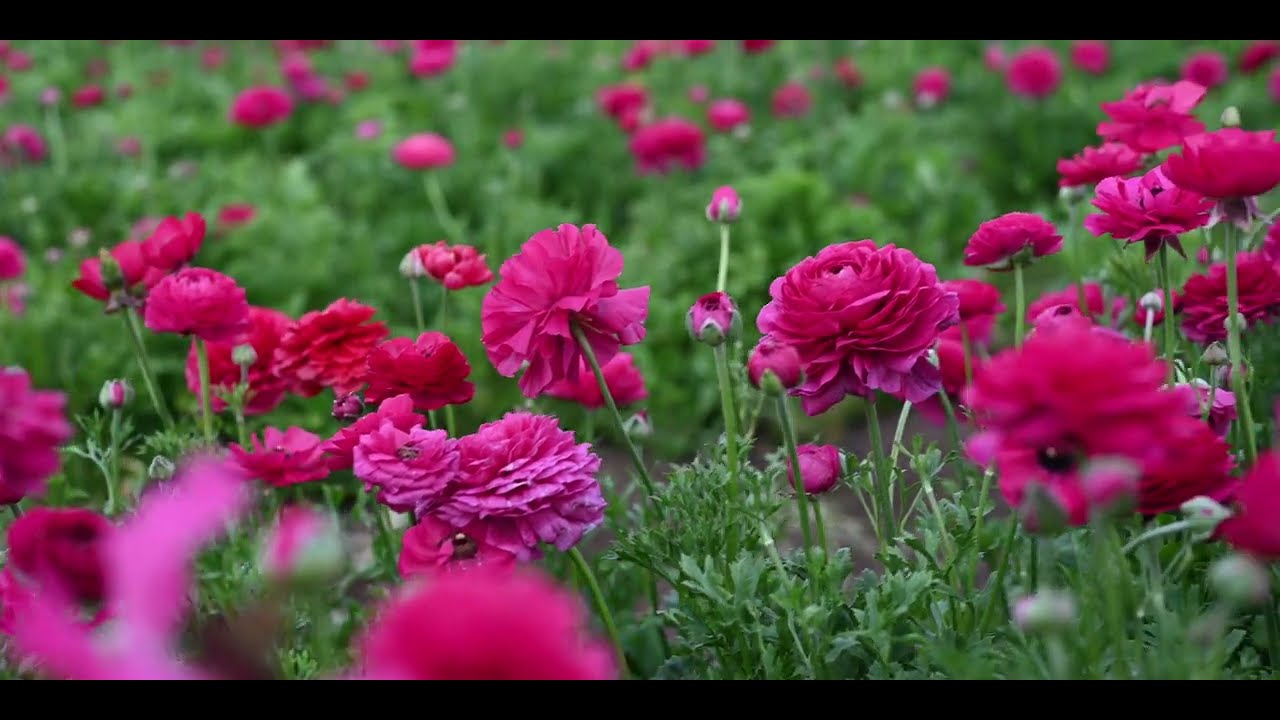 Flowers Flowers Flowers | Buttercups, Be'er Tuvia - YouTube