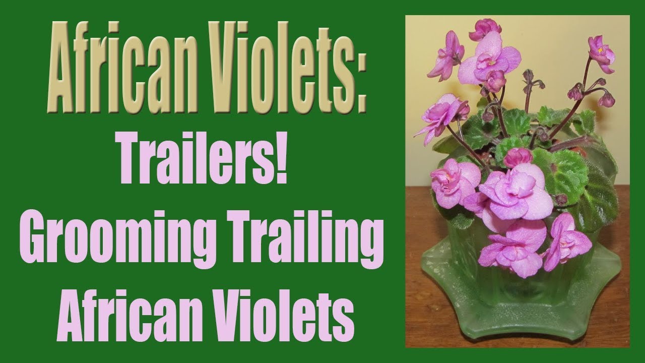 African Violets: Trailers! Grooming Trailing African Violets - YouTube